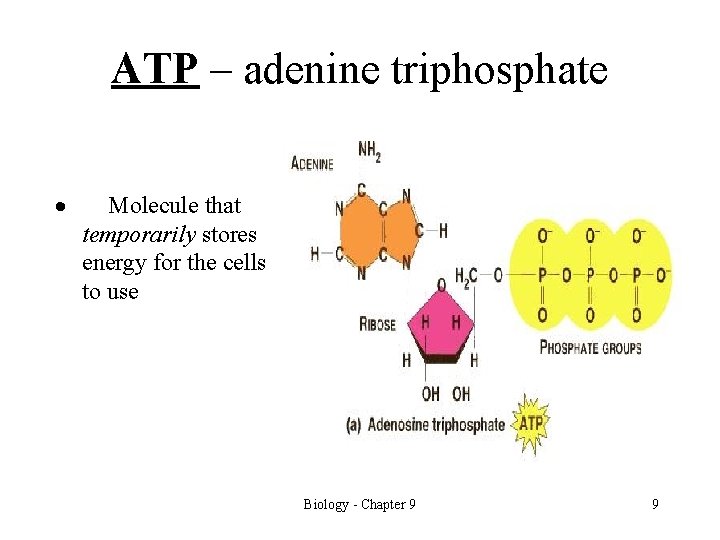 Reactions of Photosynthesis Biology Chapter 8 1 Cellular