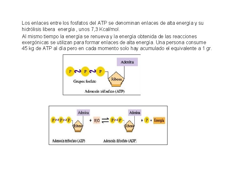 TEMA 11 Metabolismo Celular 1 METABOLISMO CONCEPTO Conjunto