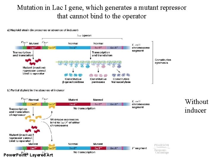 Regulation of Gene Expression in Bacteria OPERONS Through