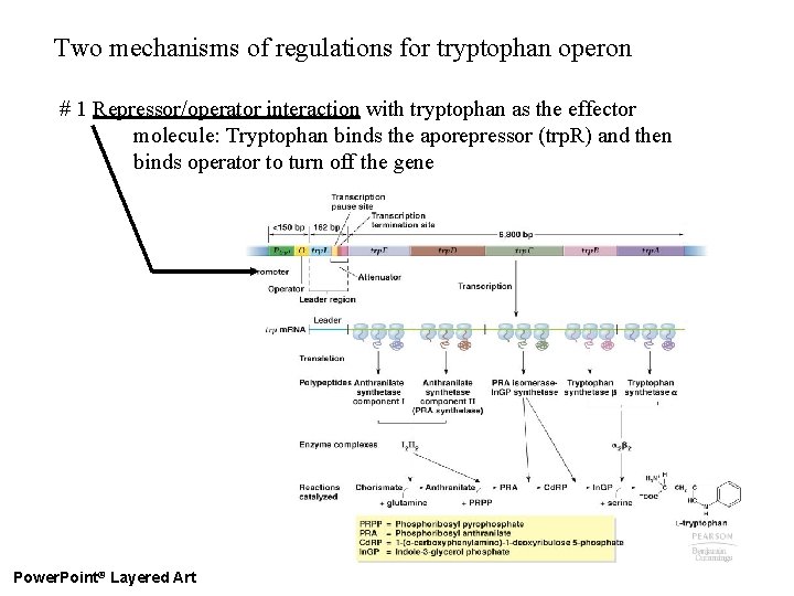 Regulation of Gene Expression in Bacteria OPERONS Through