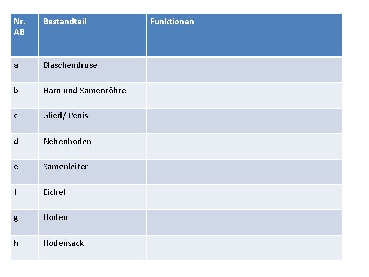 Die menschlichen Geschlechtsorgane Bau und Funktion auf eurem