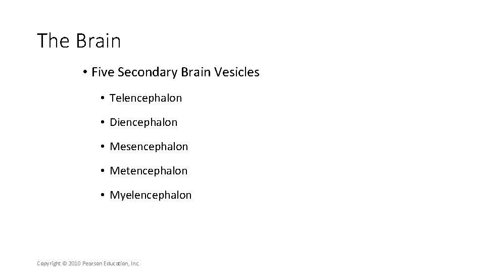 Chapter 13 The Brain and Cranial Nerves Power