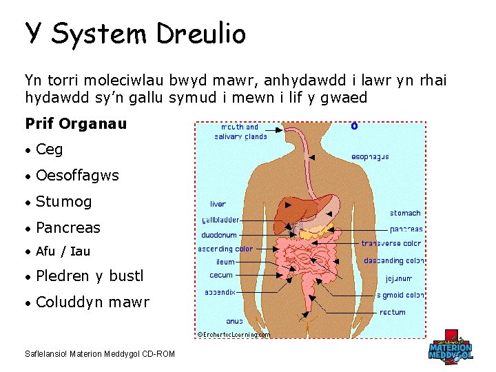 Beth wyddoch chi am systemaur corff dynol Saflelansio
