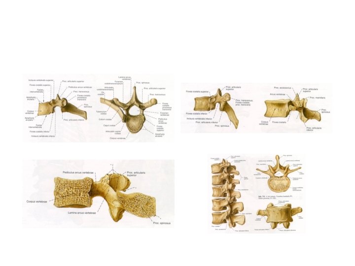 COLUMNA VERTEBRALS Genel bilgi 26 adet bamsz kemik