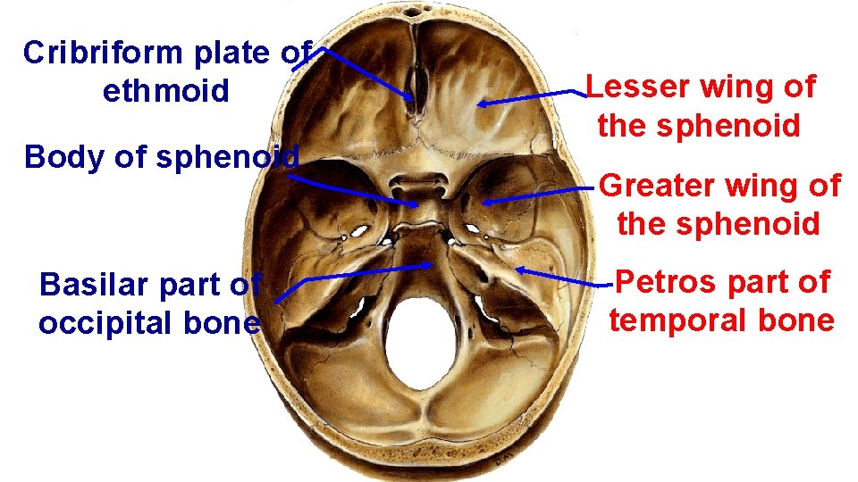 Development of the skull metopic Frontal suture bregma