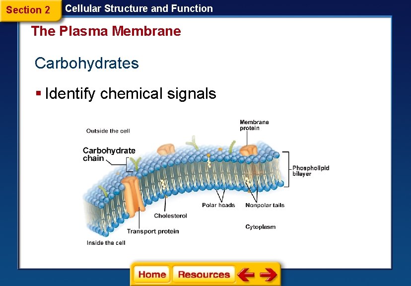 Cellular Structure and Function Section 1 Cell Discovery
