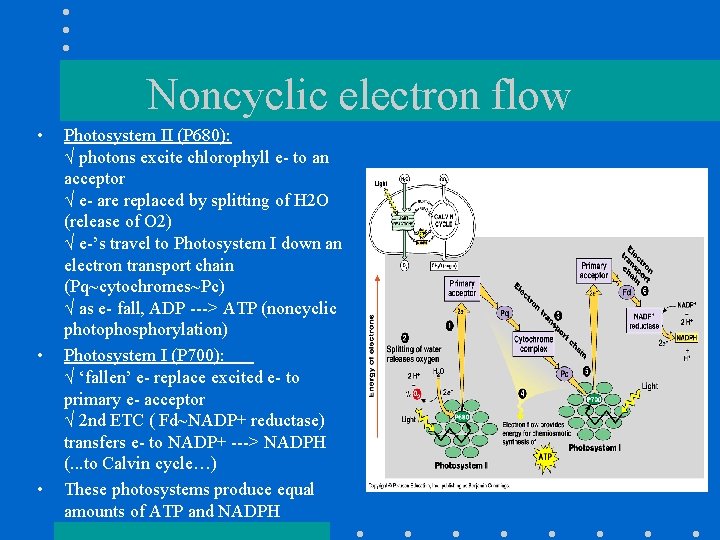 Chapter 10 Photosynthesis Photosynthesis in nature Autotrophs Heterotrophs