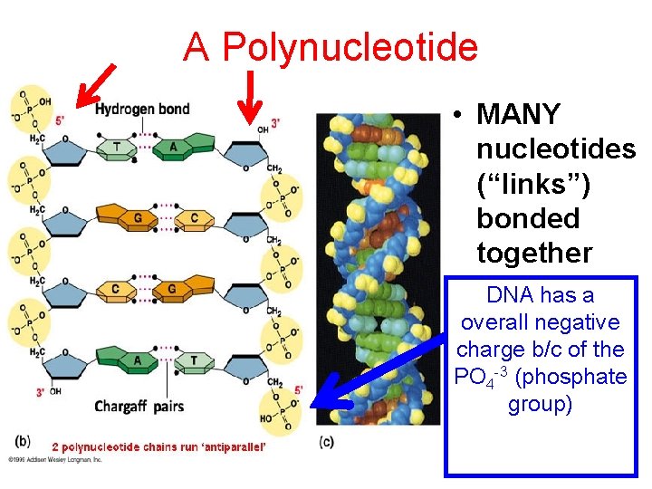 Chapter 2 3 DNA Structure and Replication Ms