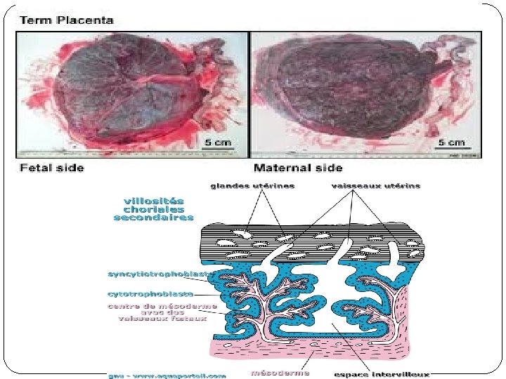 Pathologie placentaire Dr A Mahdjoub INTRODUCTION Le placenta
