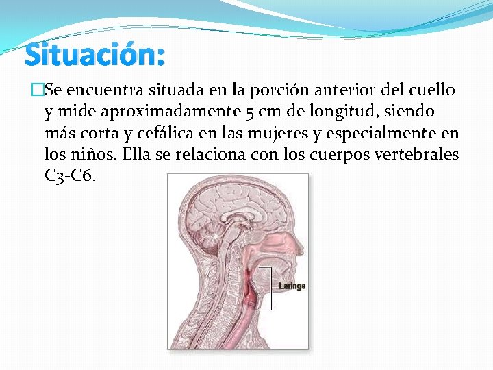 Laringe Definicin La Laringe es una estructura mvil