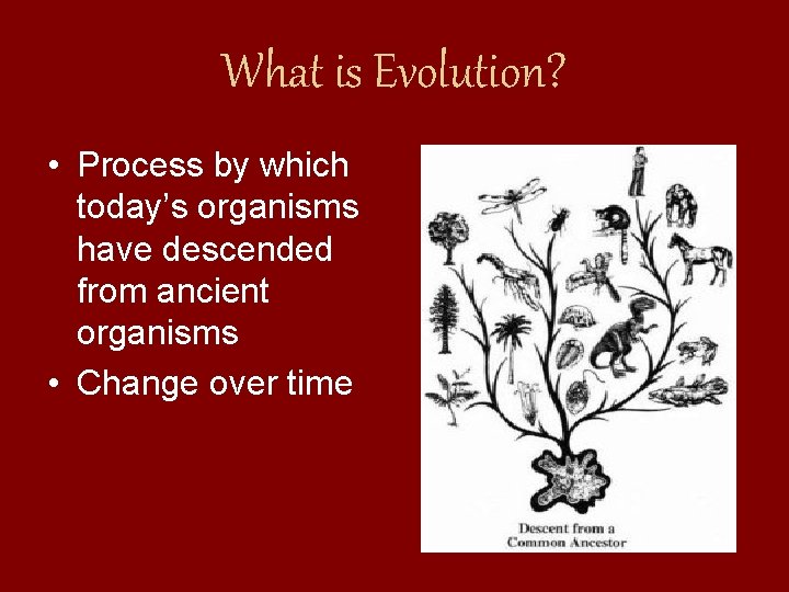 Evolution Just the basics What is Evolution Process