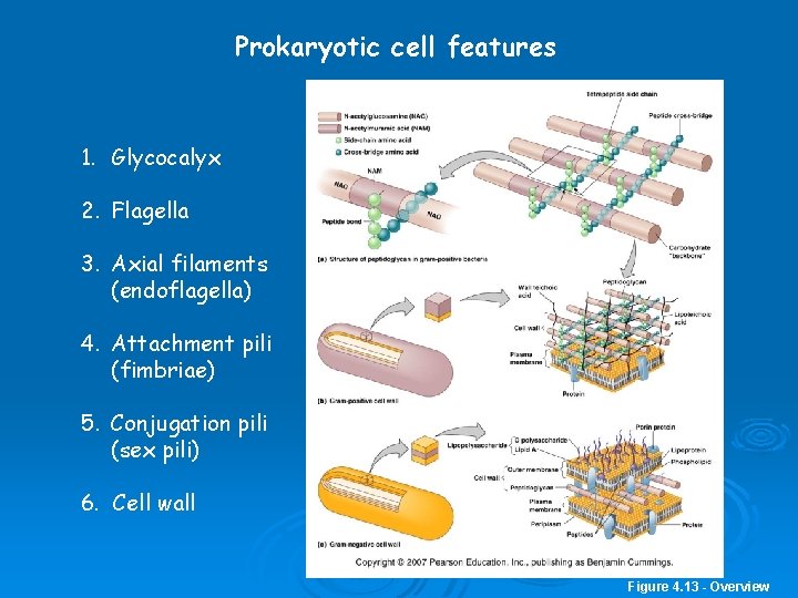 Just what are microbes made of Lecture Lab