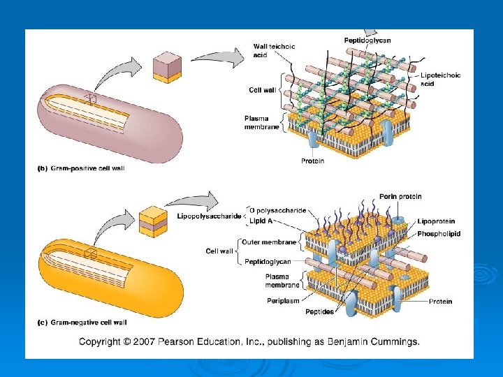 Just what are microbes made of Lecture Lab