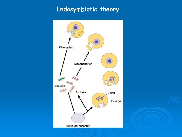 Just what are microbes made of Lecture Lab