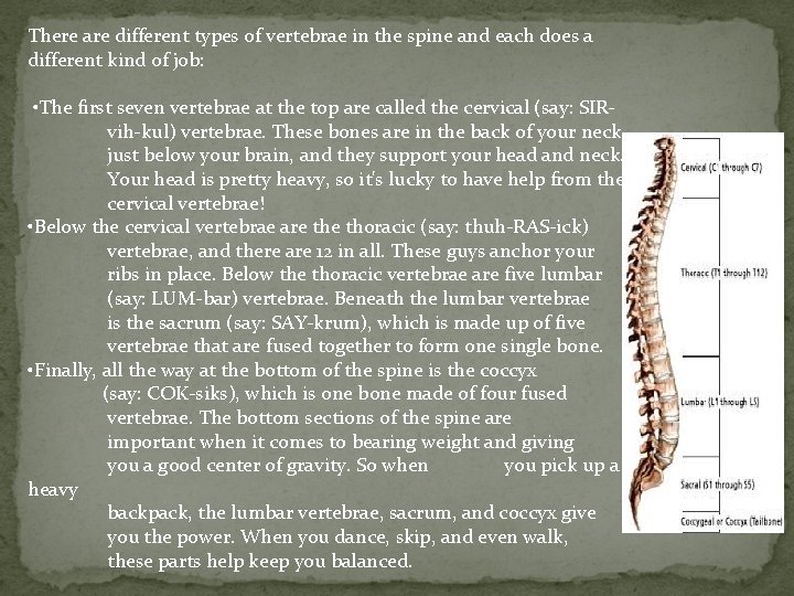 The Skeletal System OBJECTIVES Students will describe what