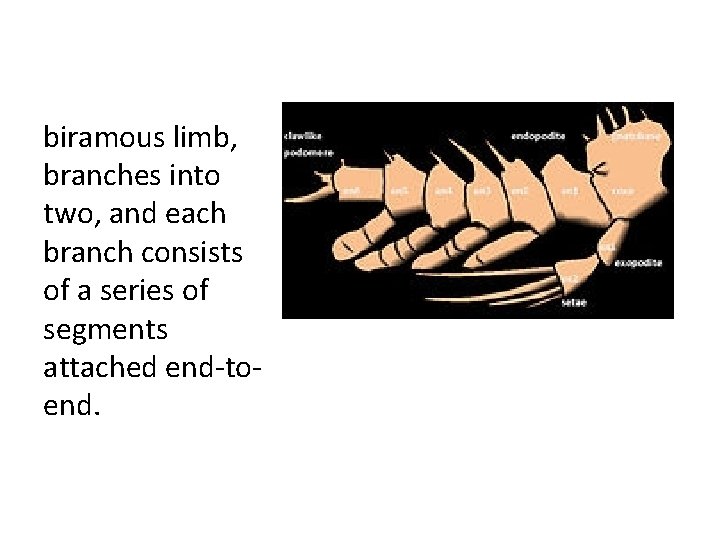 Crustaceans Crustacea Sub Phylum of Arthropoda Like other