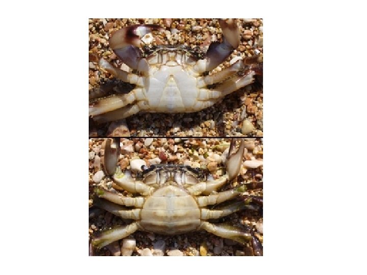 Crustaceans Crustacea Sub Phylum of Arthropoda Like other