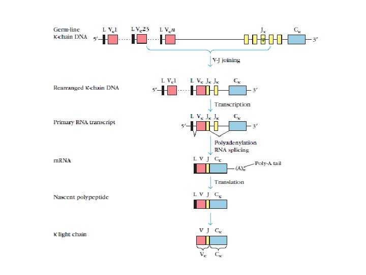 Generation of antibody diversity Program Course title Unit