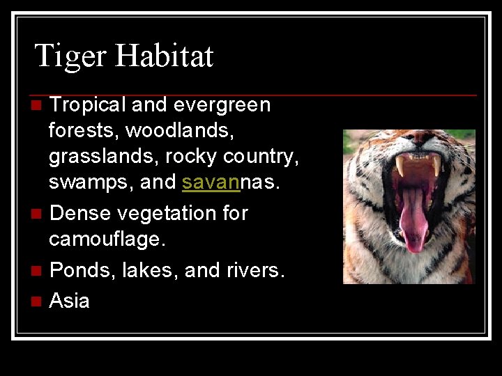 Tigers and Lions Crossbreeding Tiger Habitat Tropical and