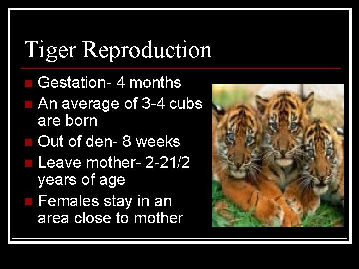 Tigers and Lions Crossbreeding Tiger Habitat Tropical and