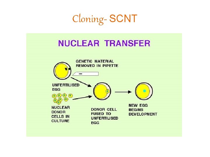 Selected sections of Ch 11 How Genes are