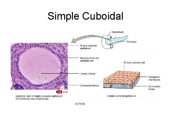 Essentials of Human Anatomy Body Tissues Tissue Level