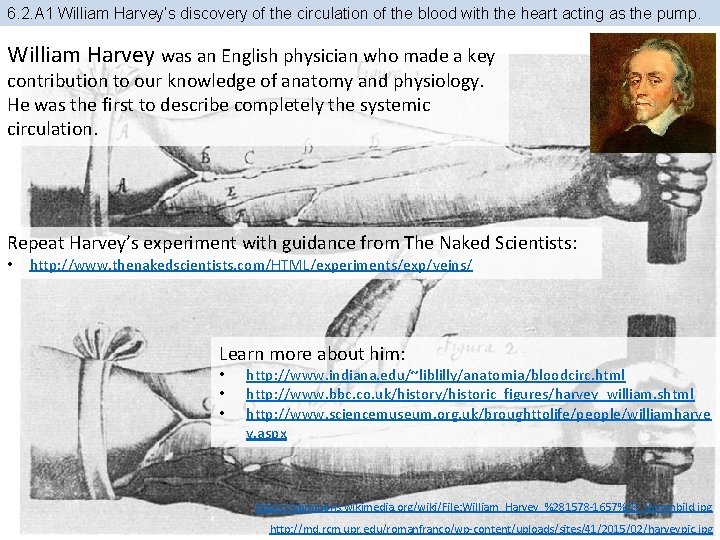 11 Interesting Facts About the Human Heart https