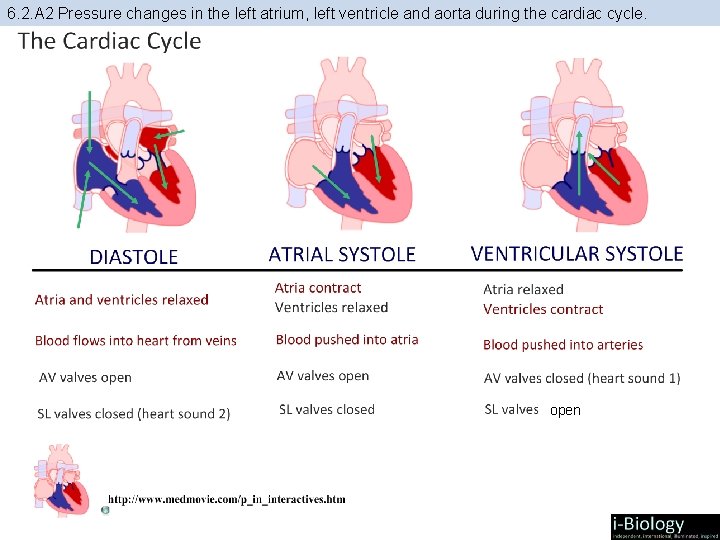 11 Interesting Facts About the Human Heart https