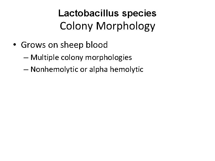 Lactobacillus Dr Alex OwusuOfori Lactobacillus species L brevis