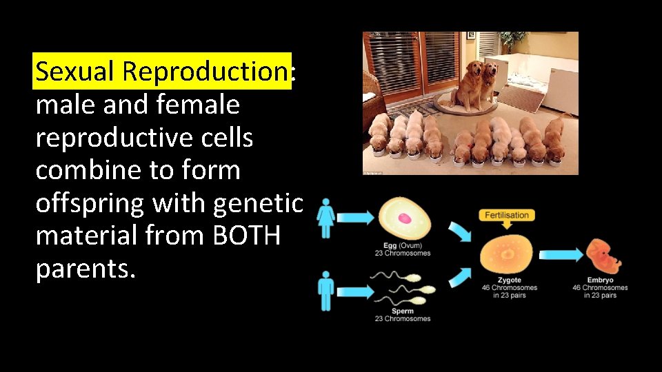 Meiosis Meiosis Essential Question Why are the puppies