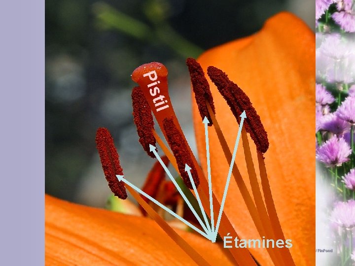 Reproduction des plantes fleurs Structure dune fleur tamines