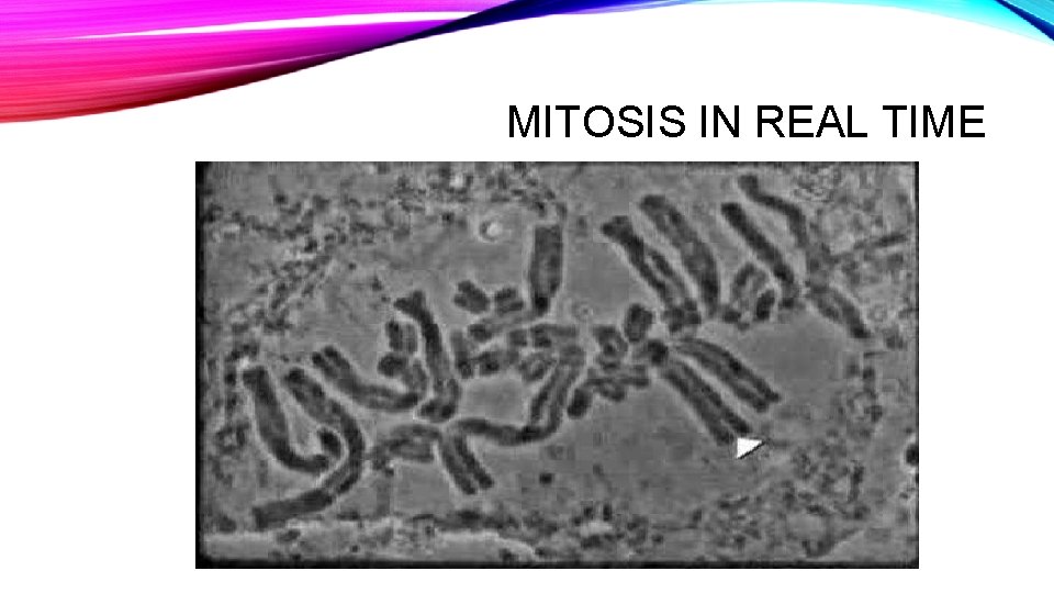 PHASES OF MITOSIS Biology Fall 2016 THE PHASES