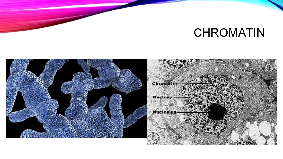 PHASES OF MITOSIS Biology Fall 2016 THE PHASES
