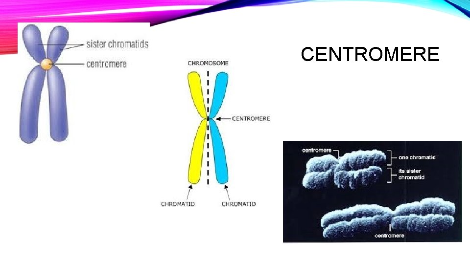 PHASES OF MITOSIS Biology Fall 2016 THE PHASES