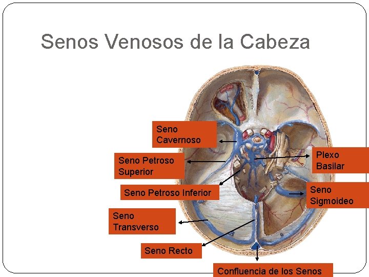 Sistema Arterial y Venoso Funcin Principal El sistema