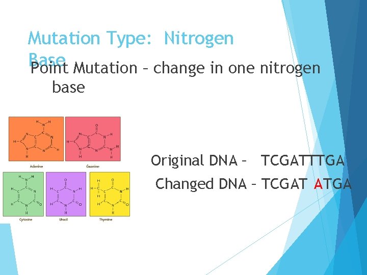 Bell Ringer Objective Explain that mutations occur during