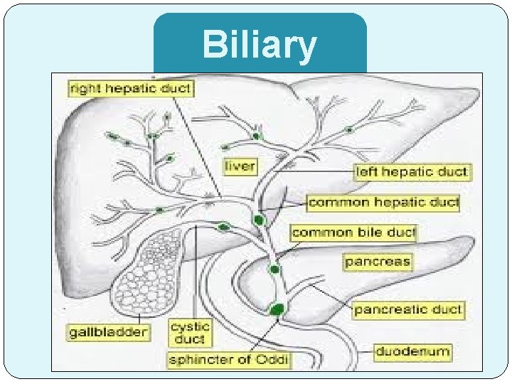 Histology of the Liver Dr Rehab Ahmed Associative