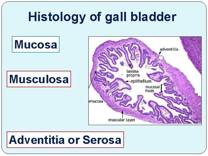 Histology of the Liver Dr Rehab Ahmed Associative