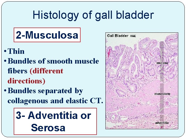 Histology of the Liver Dr Rehab Ahmed Associative