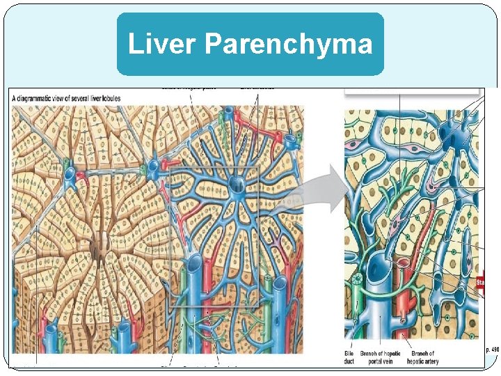 Histology of the Liver Dr Rehab Ahmed Associative
