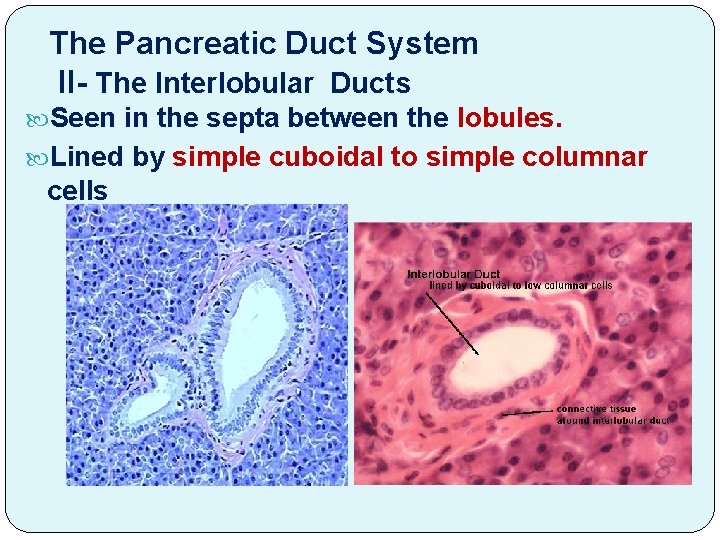 Histology of the Liver Dr Rehab Ahmed Associative