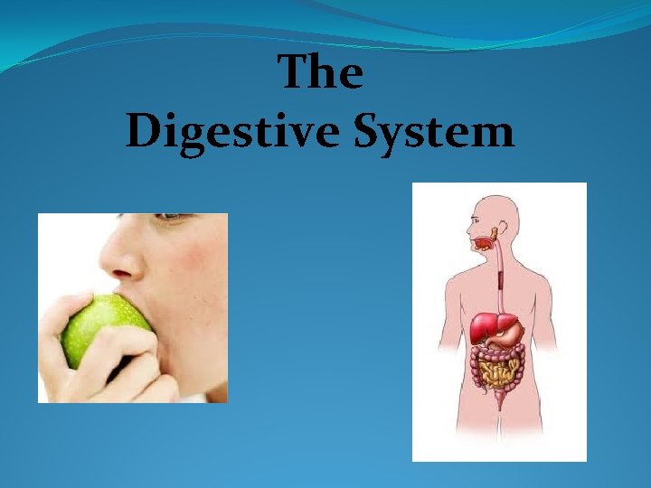 The Digestive System What is Digestion and the