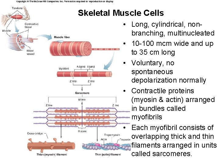 Muscular System General Physiology Tony Serino Ph D