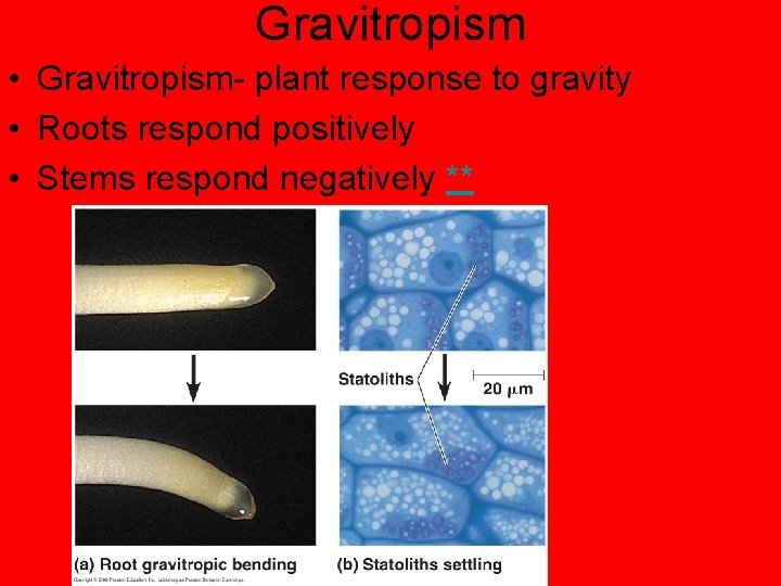 Water Transport and Plant Signaling Proton Pumps Transport