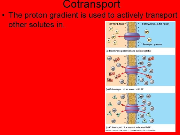 Water Transport and Plant Signaling Proton Pumps Transport