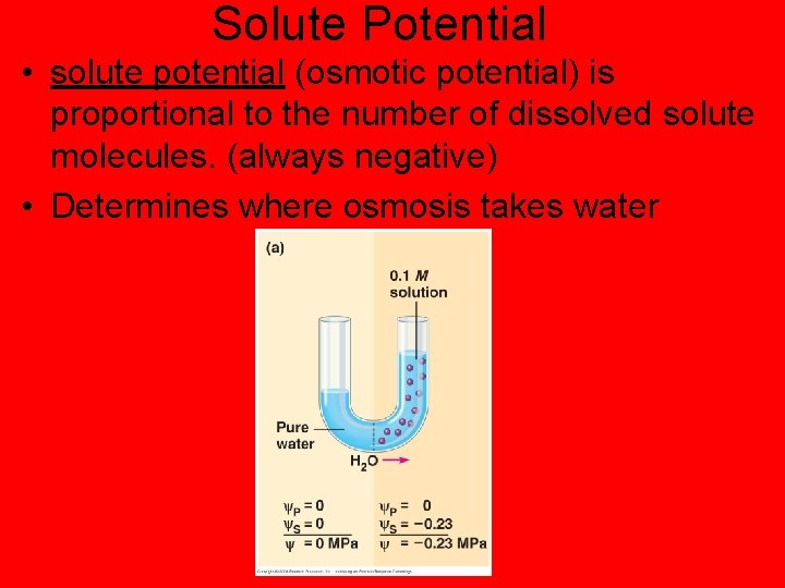Water Transport and Plant Signaling Proton Pumps Transport
