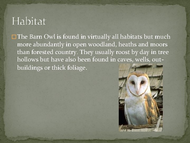 Barn Owls By Ben Steinle Classification COMMON NAME