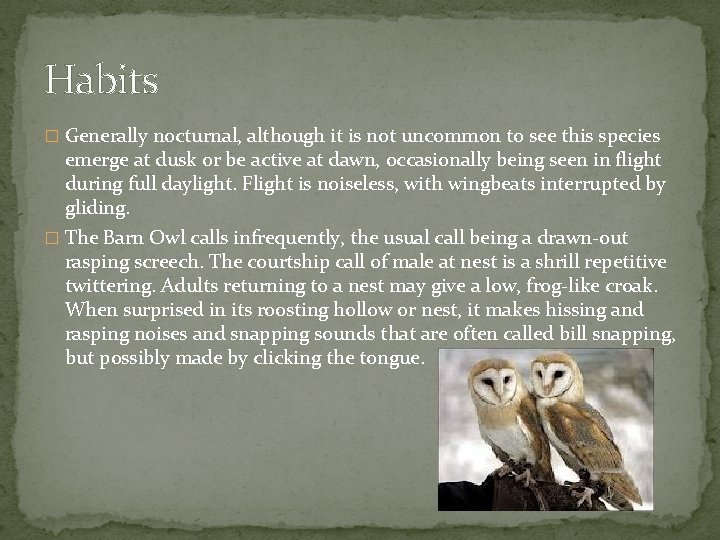 Barn Owls By Ben Steinle Classification COMMON NAME