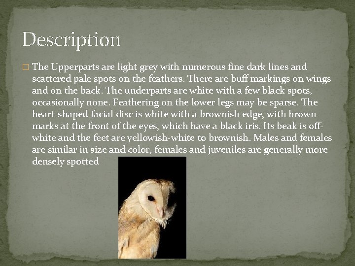 Barn Owls By Ben Steinle Classification COMMON NAME