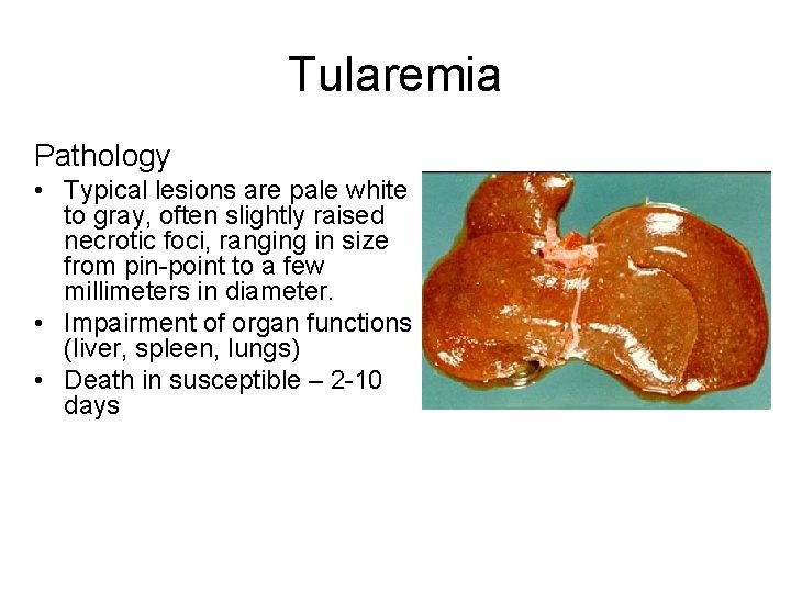 Bacterial Diseases of Wildlife Tularemia Brucellosis Lyme borreliosis